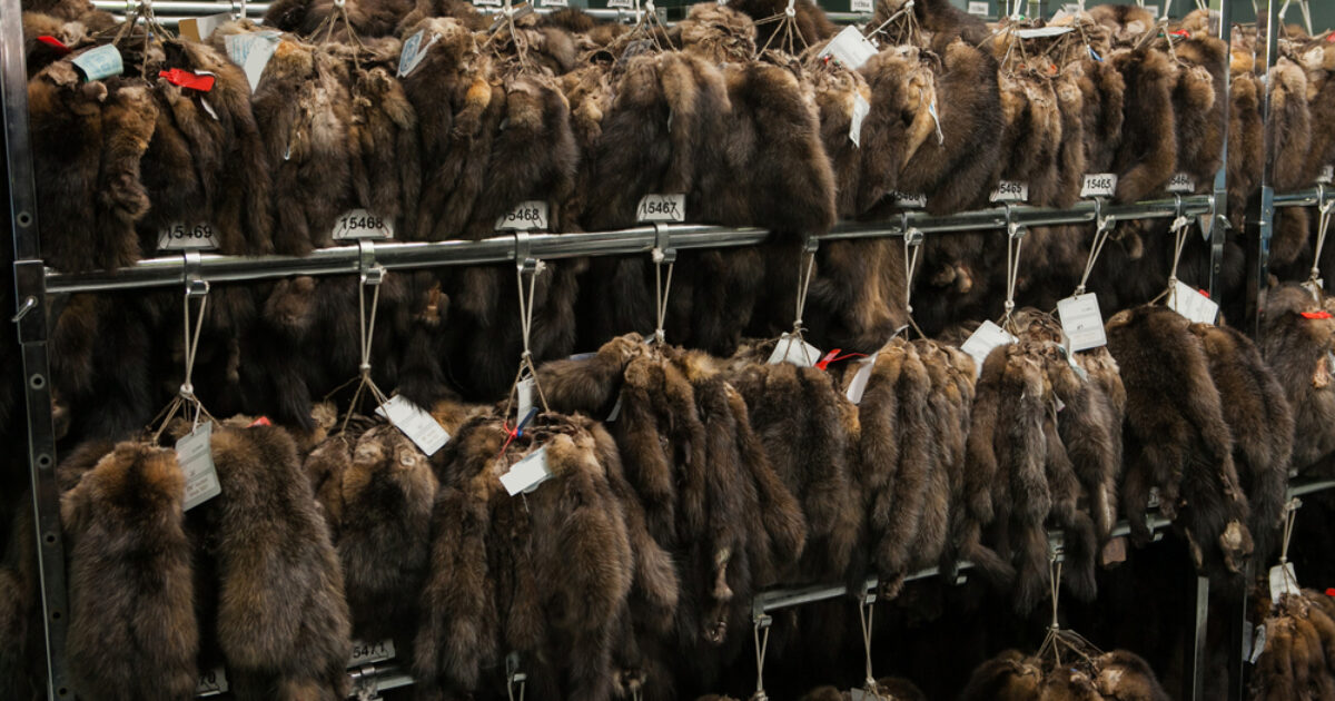Britain has no place in the abhorrent fur trade | Comment Central